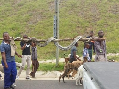 Giant snake turns heads on the N2 near Umgababa