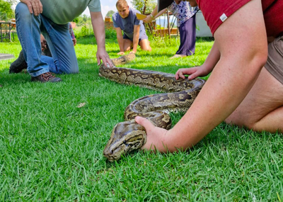Python swallows North West family's pit bull whole