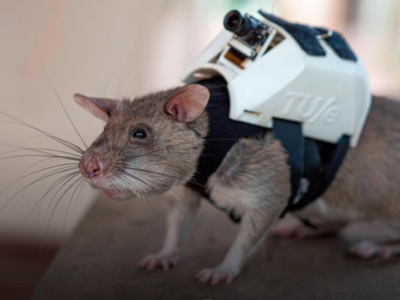 INTERESTING: Backpack rats are the new faces of rescue in natural disasters