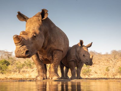 Two suspected NW rhino poachers arrested