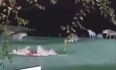 WATCH: Animals come together for feeding frenzy on Skukuza Golf Course