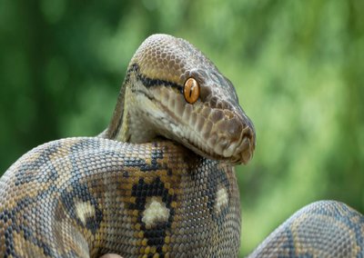 Woman found dead with python around neck in US snake house
