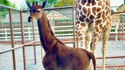 Rare spotless giraffe born in US zoo