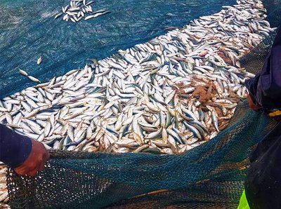 Sardine run gains momentum along KZN coast in this week’s Coast Watch