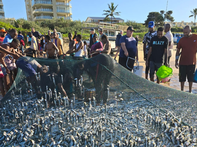 Sardines net off KZN South Coast on Comrades Day
