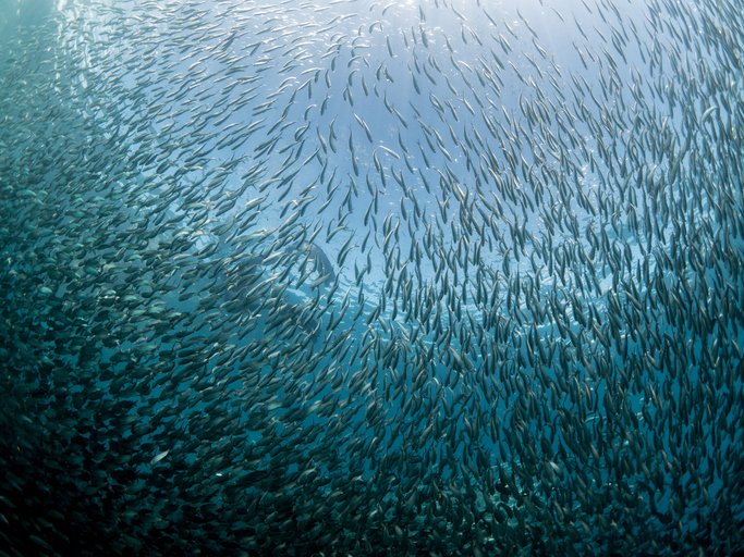 Why thousands of people flock to KZN for the annual Sardine Run