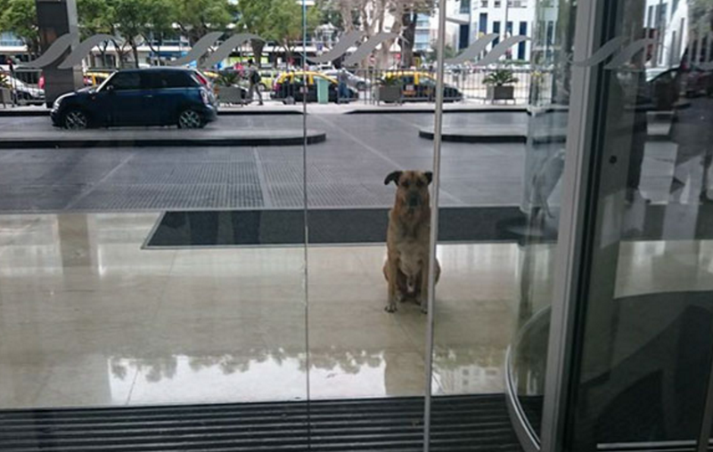 Persistent dog finds unlikely home