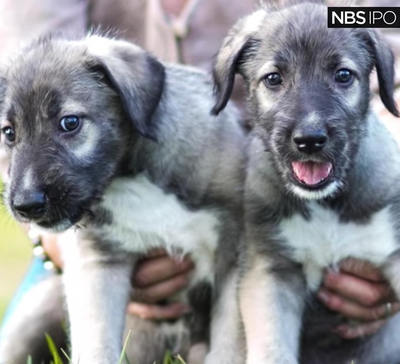 Meet the very first identical twin puppies