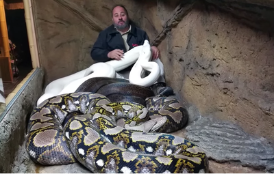 Snake man’s chilled reaction to python attack