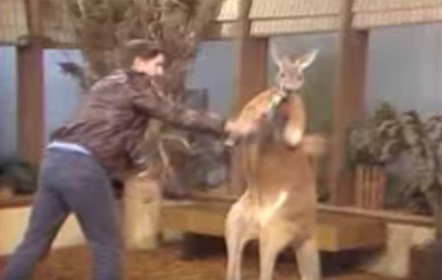 Kangaroo punches trainer on live TV!