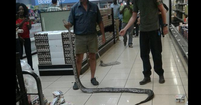 Massive python freaks out shoppers in Mpumalanga