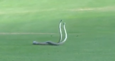 Slithering serpents have a go at each other on Kruger golf course