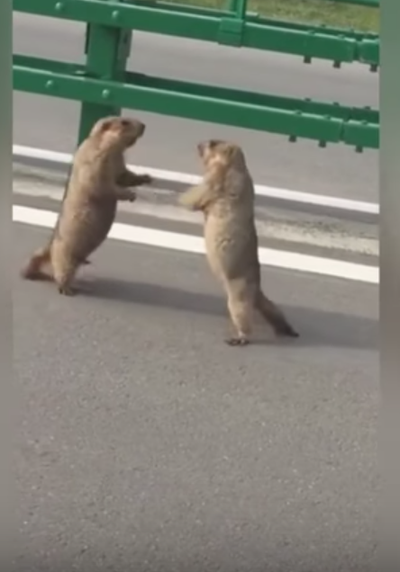 Squirrels shock motorists in 'road rage' battle
