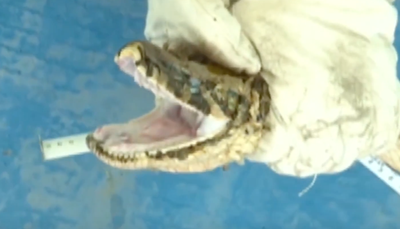 Whoa! MASSIVE python discovered in China!