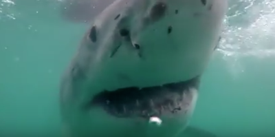 Great white shark gets a little too close to camera