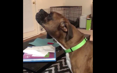 This dog could be John Legend's back-up singer