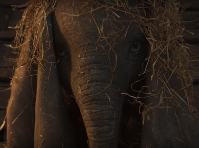 This will make you believe elephants can fly