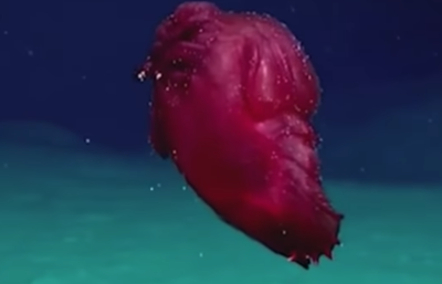 Weird and wonderful: 'Headless chicken fish' caught swimming off Antarctica