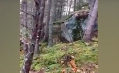 Watch: Canadian forest floor caught 'breathing' on camera