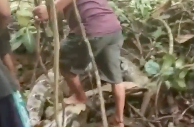 Watch: Massive python wraps itself around fisherman's ankle