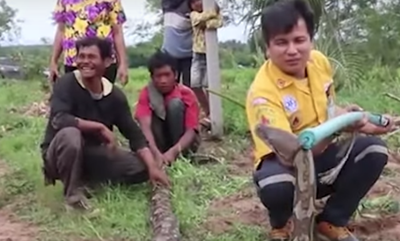 Sssurprise! Gigantic python found on farm in Thailand