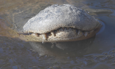 VIDEO: Alligators freeze in swamp with noses above ice