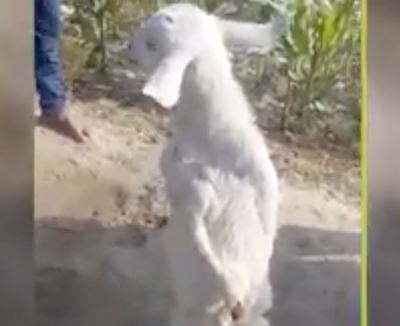 Paralysed goat walks upright like a human