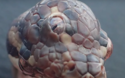 Ssstrange! Three-eyed mutant snake discovered in Australia