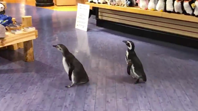 WATCH: Cute penguins go shopping in gift shop