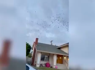WATCH: Over 800 birds fly into house in California