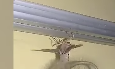 Freaky alien-like creature found hanging from ceiling in Bali home