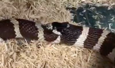 Om nom nom: Hungry snake caught on video 'swallowing its own tail'