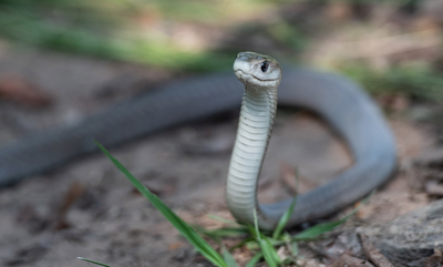 Sssurprise! Meet Africa's largest venomous snake