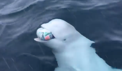 Wild Beluga Whale celebrates Boks' win by playing fetch with rugby ball
