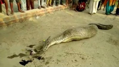 WATCH: Python struggles to move after swallowing large prey