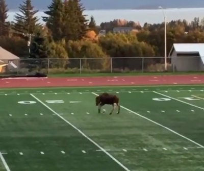 Moose on the loose: A moose interrupts a game and shows off dribbling ...
