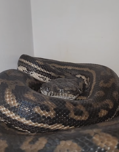 WATCH: Is that a python or a burglar in the pantry?