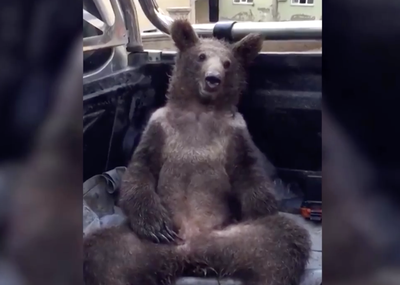 WATCH: Bear intoxicated by "mad honey" gets rescued!