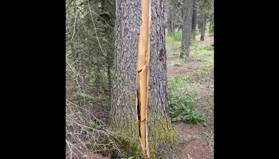 WATCH: Mesmerising video of a tree 'breathing'
