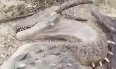 WATCH: 'Real-life dragon' found on a Mongolian beach...