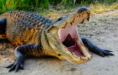 Alligator kills 85-year-old woman walking her dog