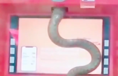 WATCH: Spine-chilling moment snake crawls inside ATM