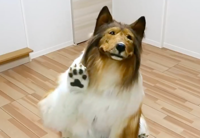 YouTuber spends more than R250,000 to transform into a dog