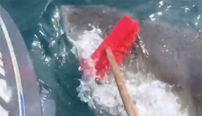 Frightening great white shark attack caught on camera