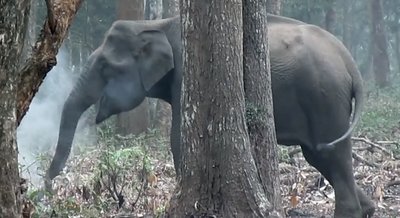 Meet the smoking elephant gripping the internet