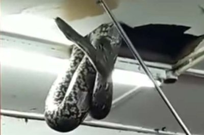 Massive snake drops from ceiling in a packed restaurant