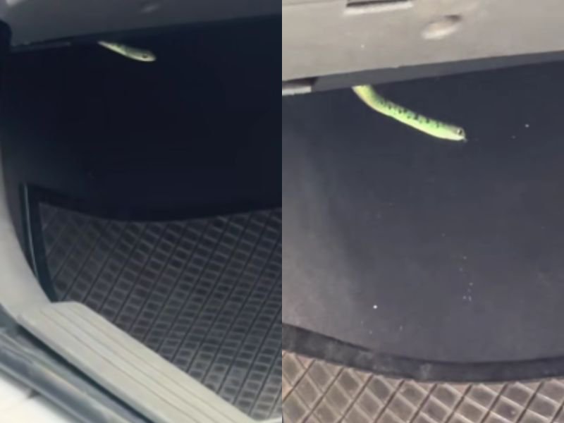 Durban woman finds snake in car, here’s what to do if you’re in the ...