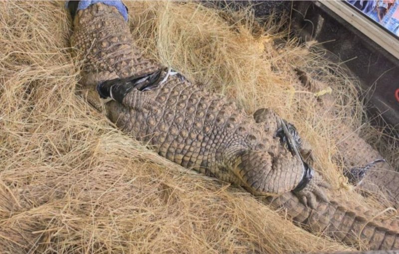Two crocodiles rescued from backyard in Springs