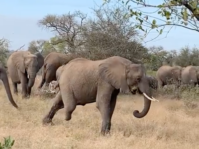 WATCH: Elephant runs amok on three legs in SA's Kruger National Park!