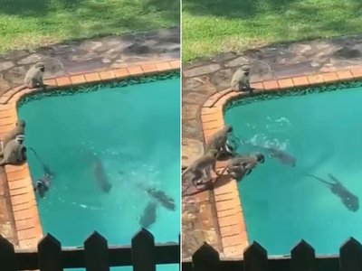 Monkey See, Monkey Swim: Vervet monkeys enjoy refreshing dip in pool
